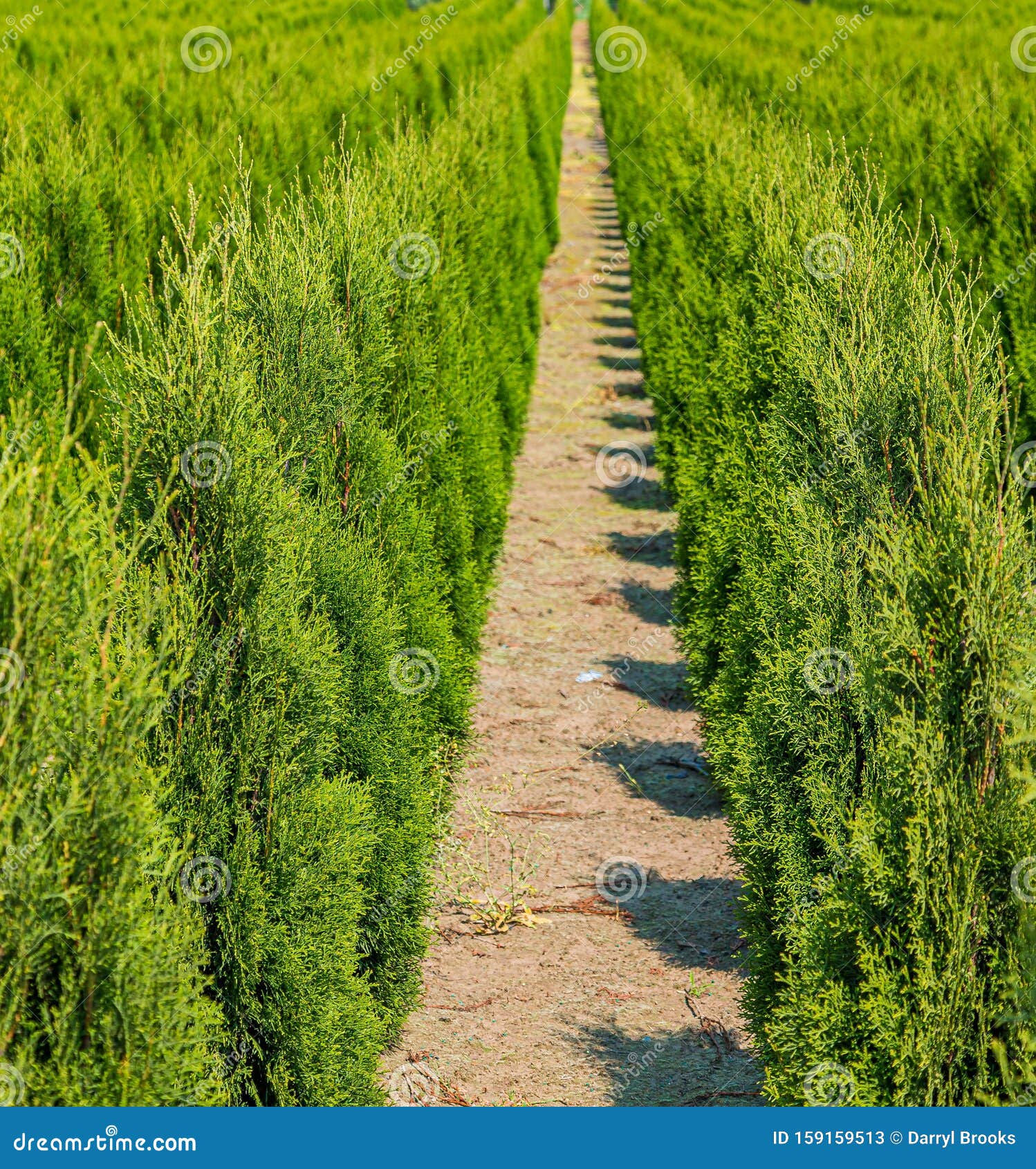 Rows of Juniper Vertical stock image. Image of outdoors - 159159513
