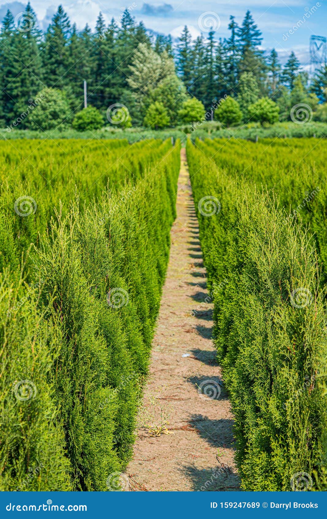 Rows of Juniper Vertical stock image. Image of farming - 159247689