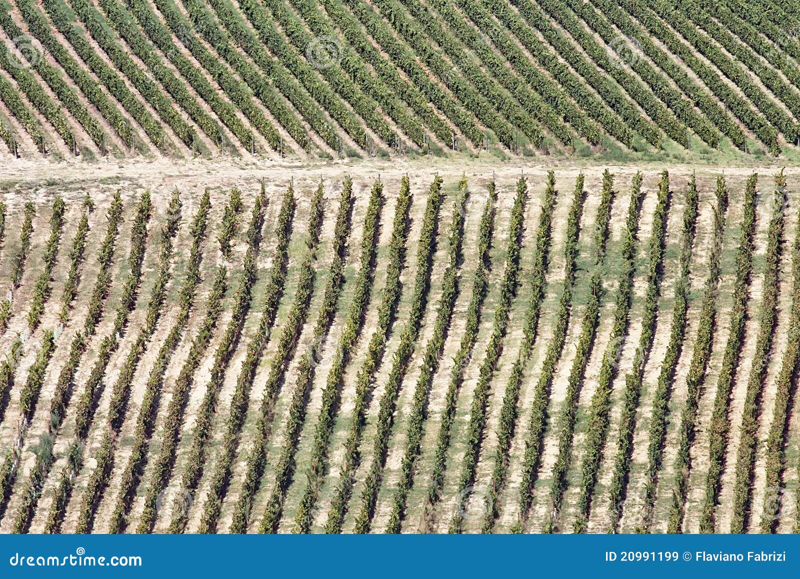 The Rows of a Large Vineyard Stock Image - Image of cultivation, summer ...