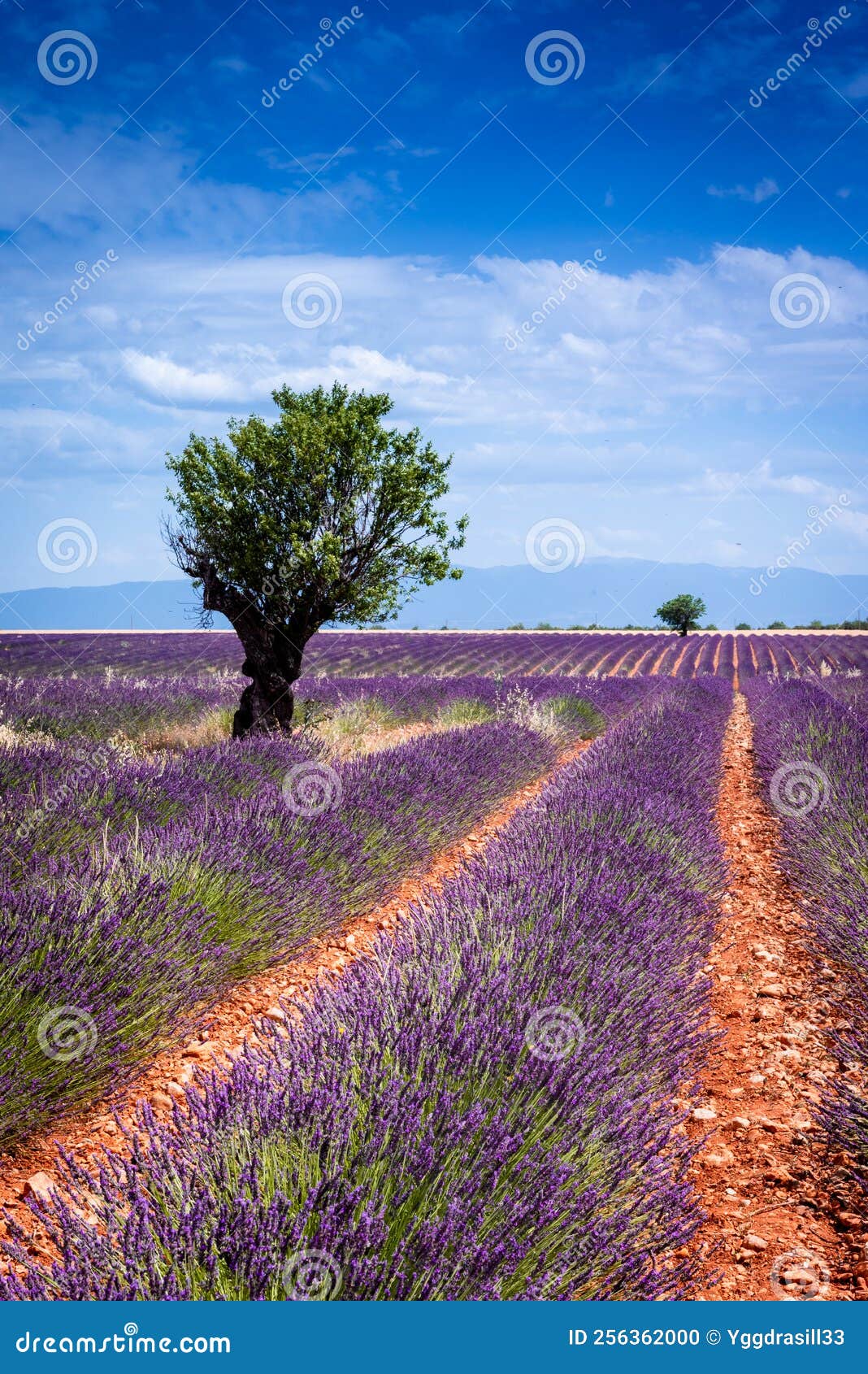 Rows of Lavender and Almond Tree on Valensole Plateau Stock Photo ...