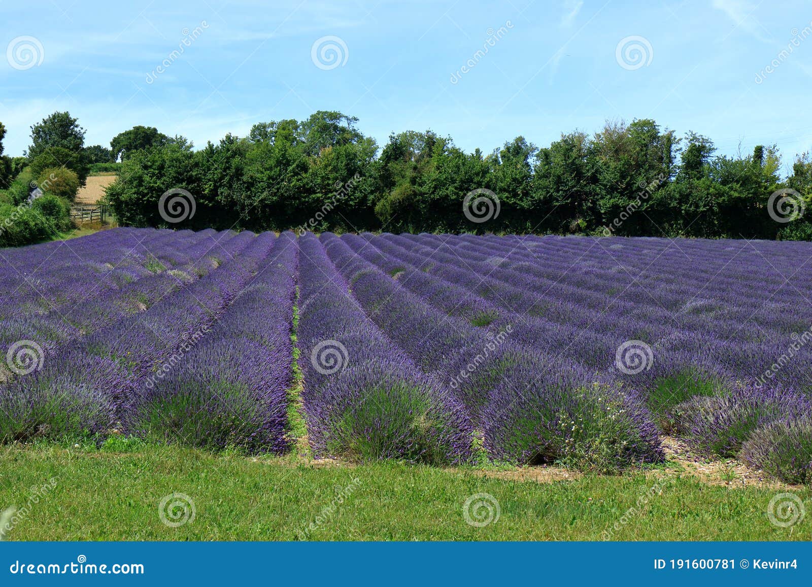 Rows of Lavender Bushes in a Landscape Scene Stock Image - Image of ...