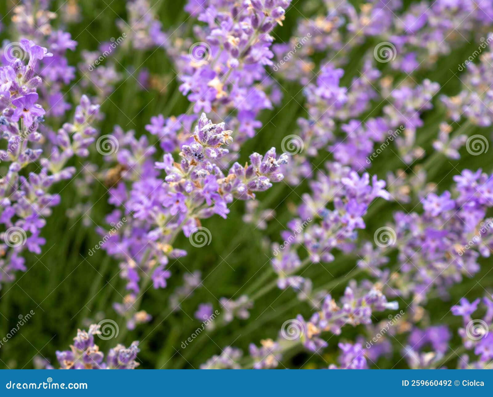 Rows of lavender close-up stock photo. Image of plant - 259660492