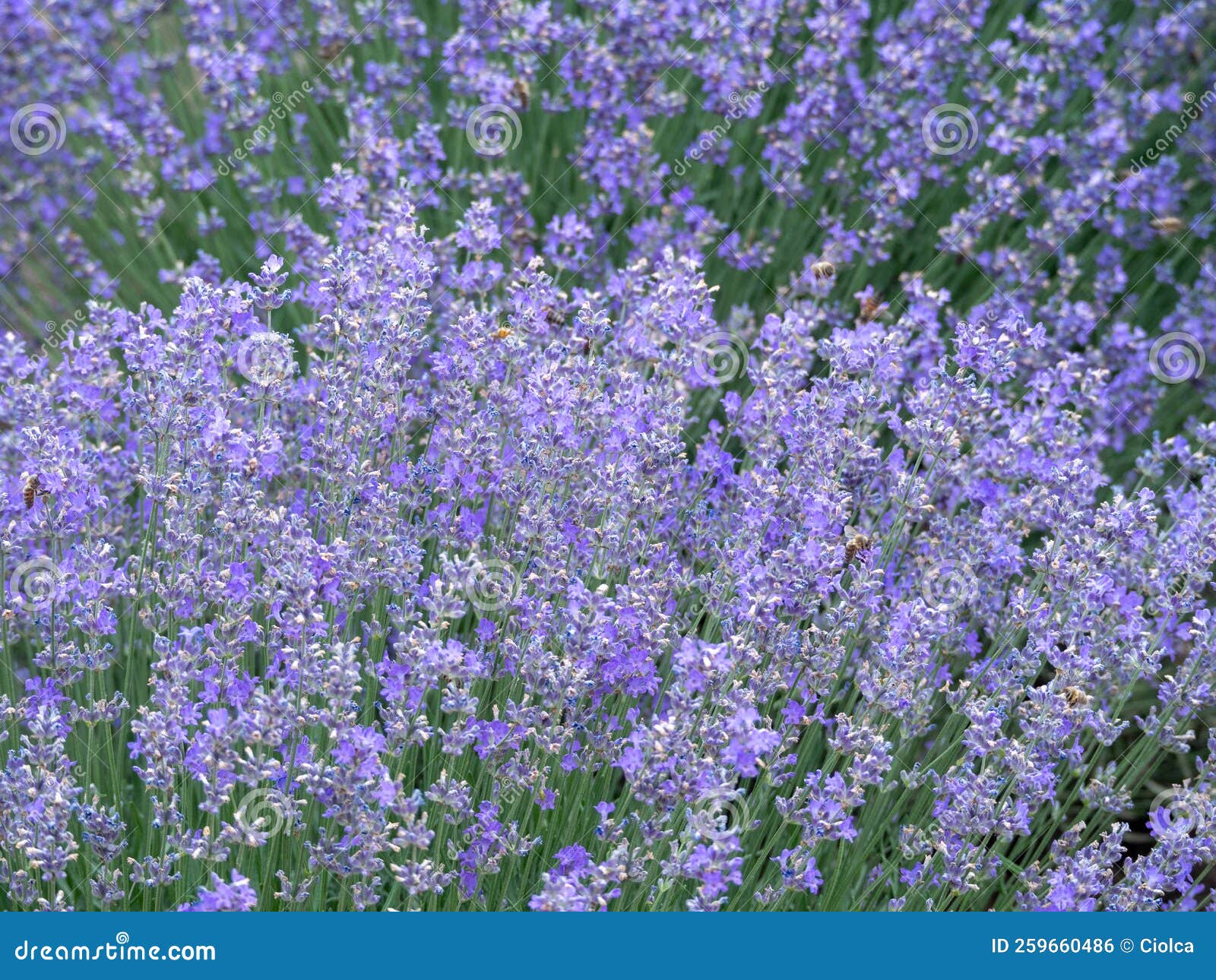 Rows of lavender stock photo. Image of grass, relax - 259660486