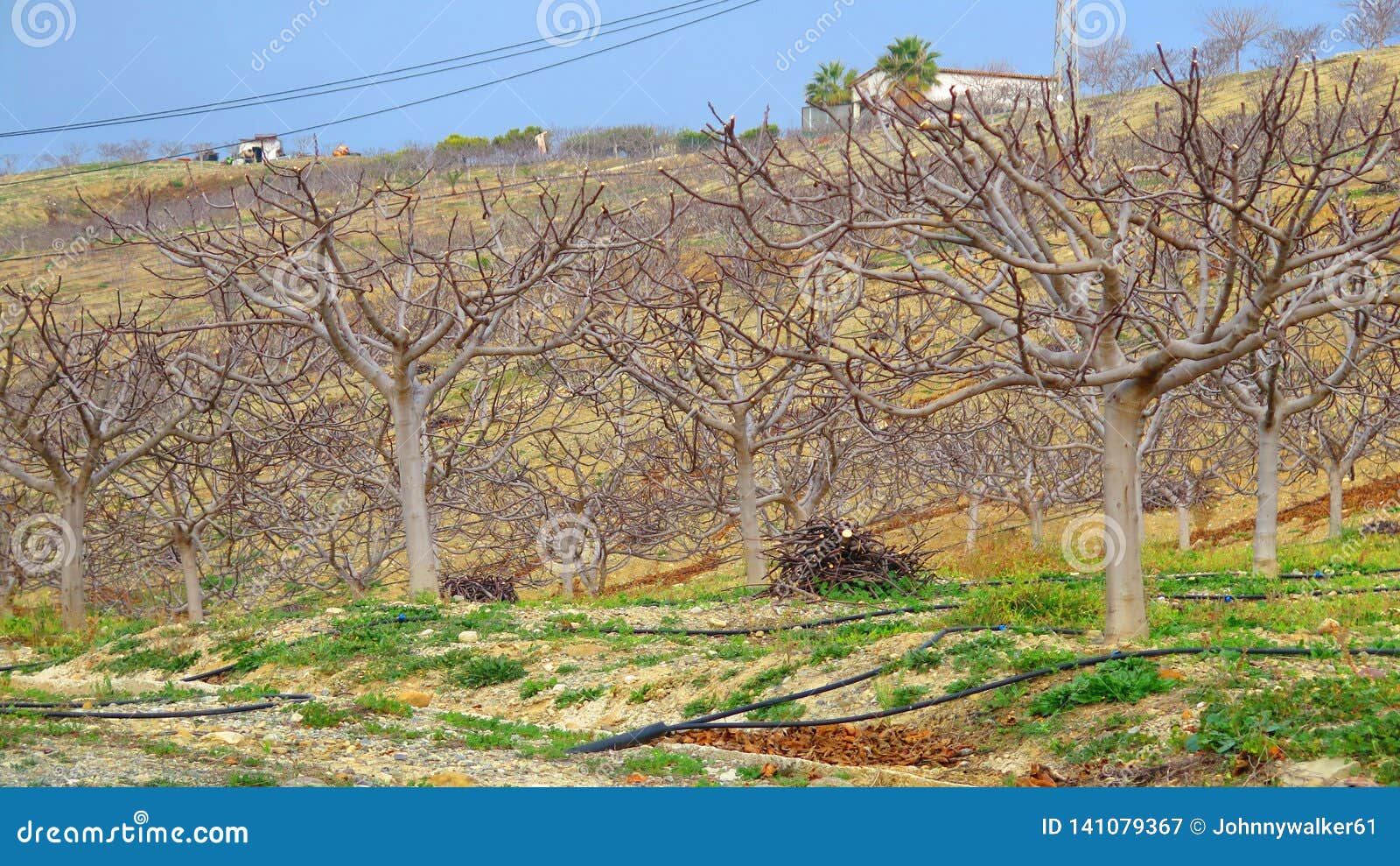 Fig trees in winter stock image. Image of countryside - 141079367
