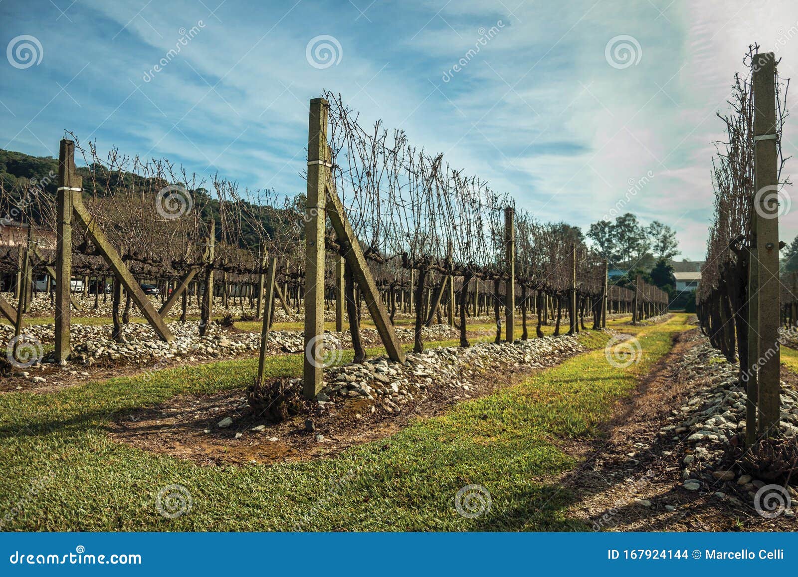 Rows of Leafless Vine Trunks and Branches Stock Photo - Image of ...