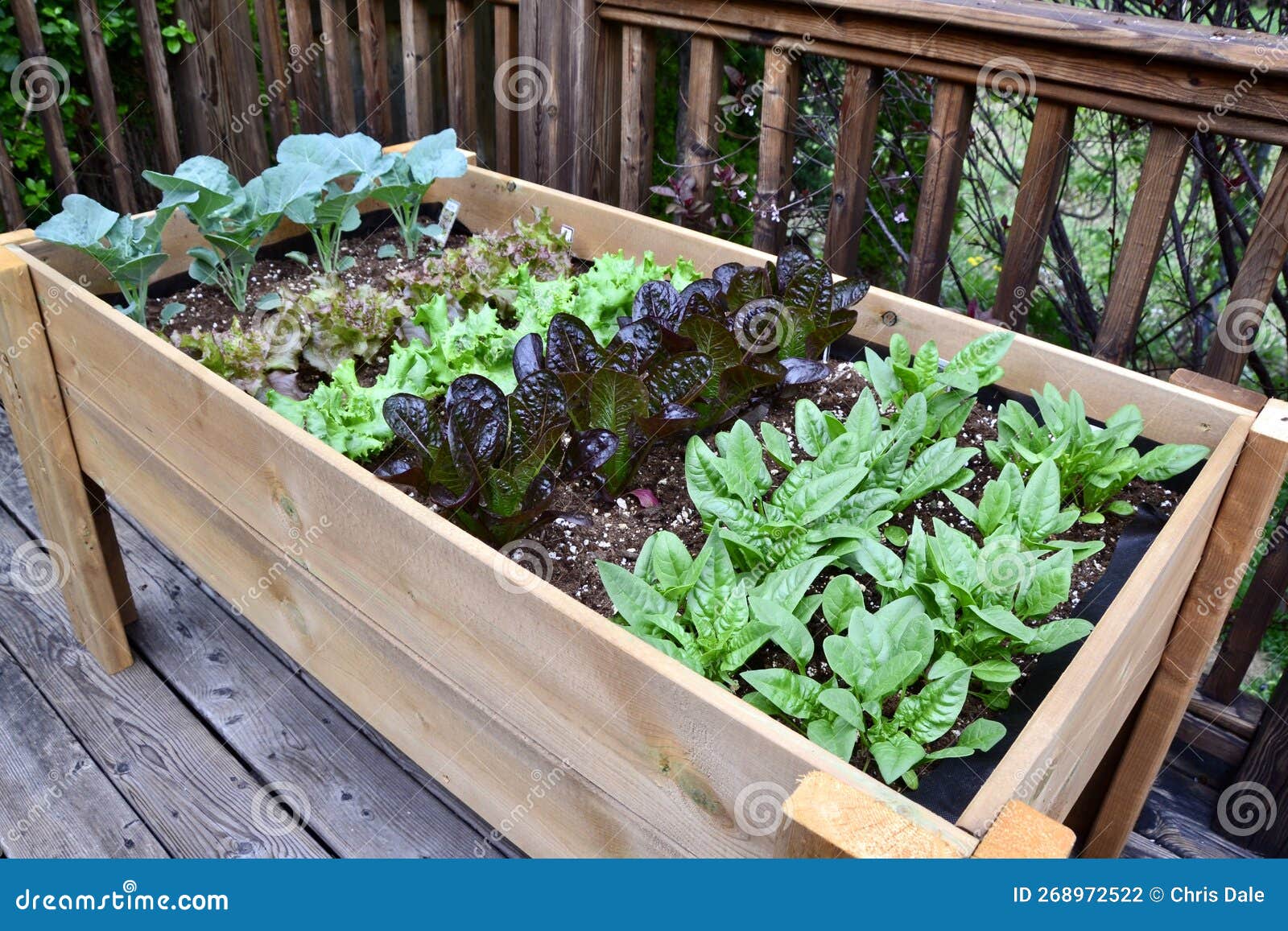 Rows of Leafy Vegtable Growing in Elevated Wooden Planter Stock Photo ...