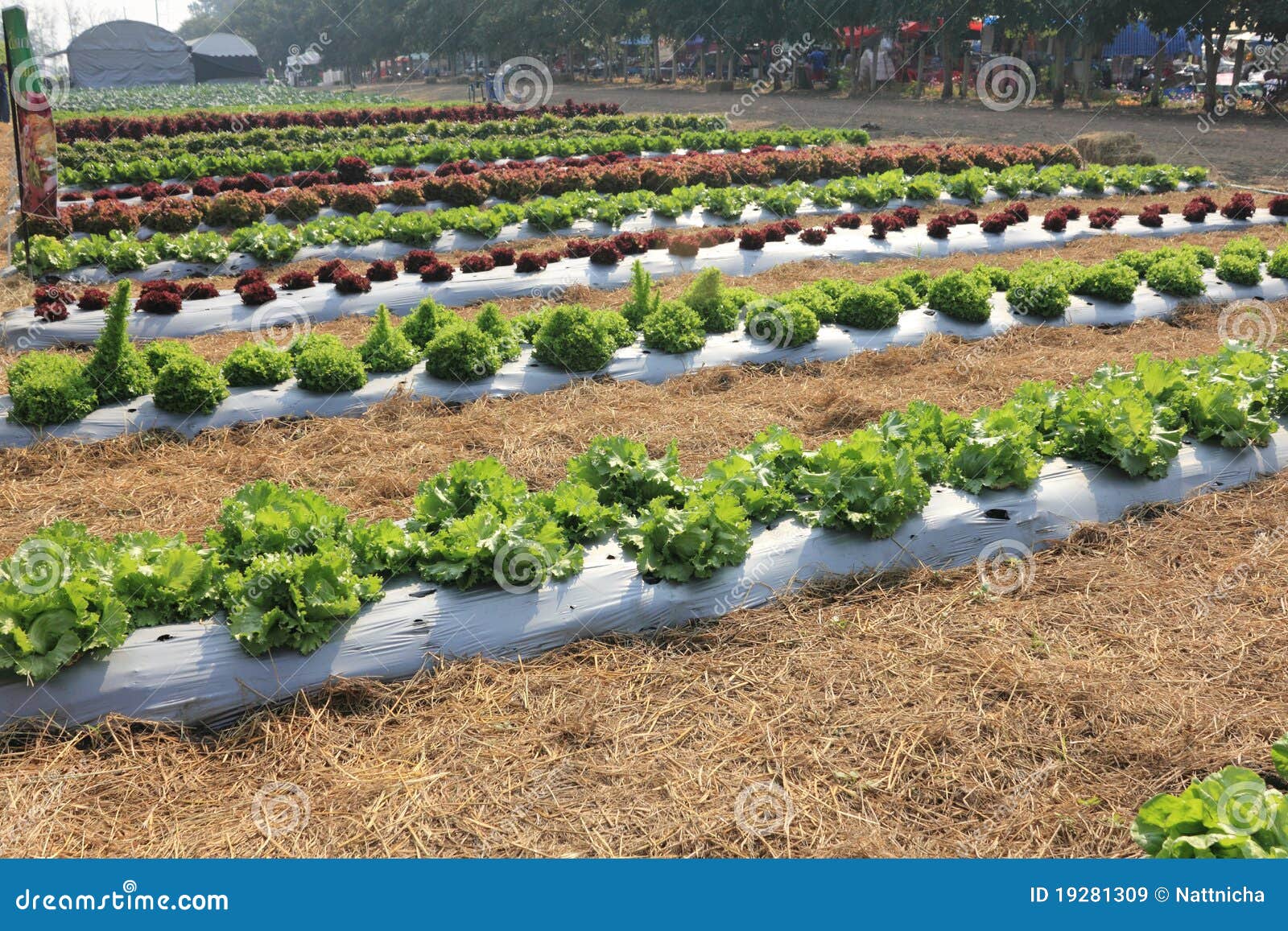 Rows of lettuce stock image. Image of earth, feed, health - 19281309