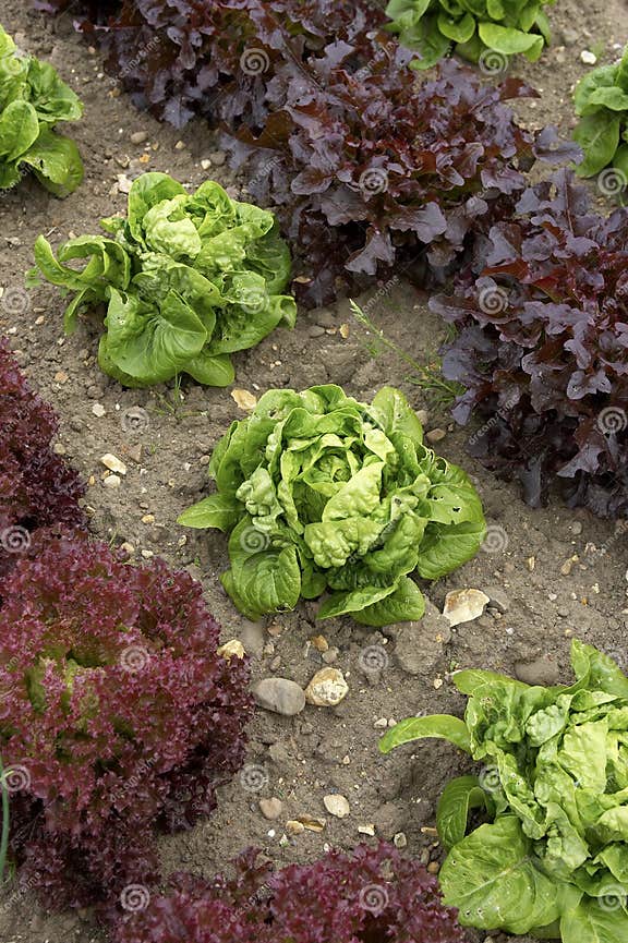 Rows of lettuce stock image. Image of plants, salad, farming - 224191