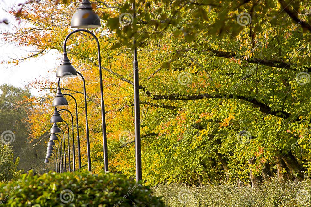 Rows of Lights stock photo. Image of nature, canon, sunny - 66808