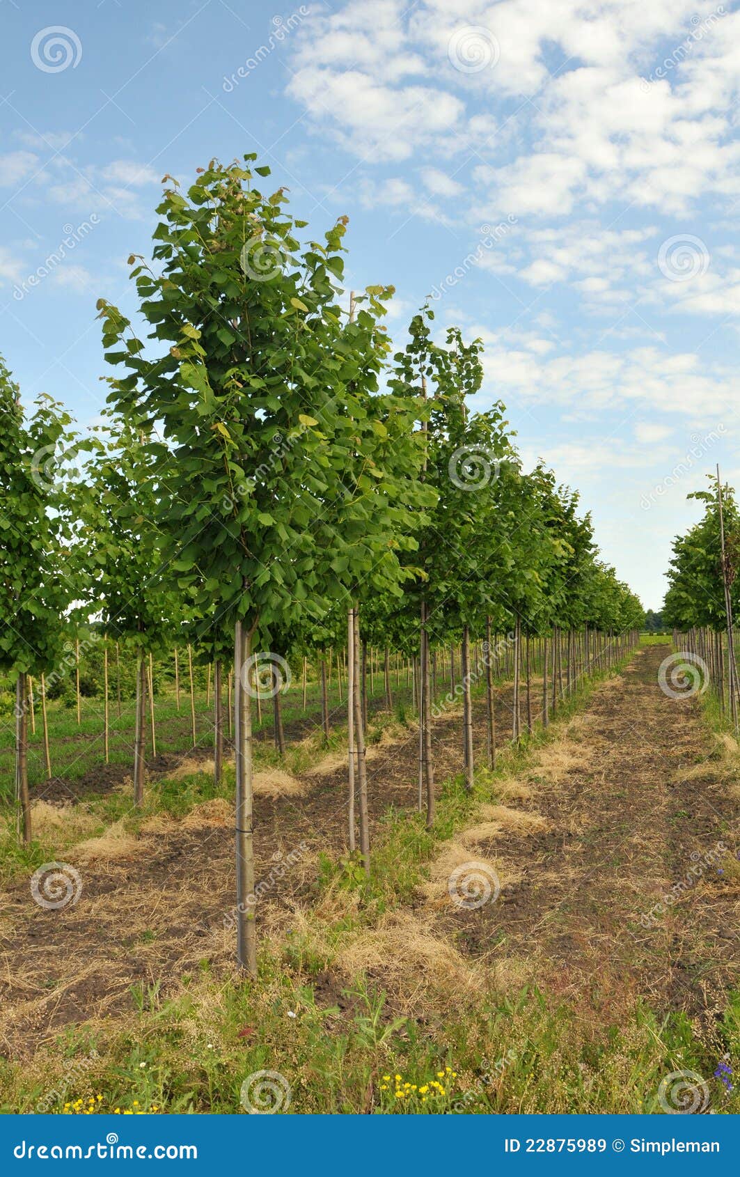 Rows of Linden-tree stock image. Image of spring, selling - 22875989