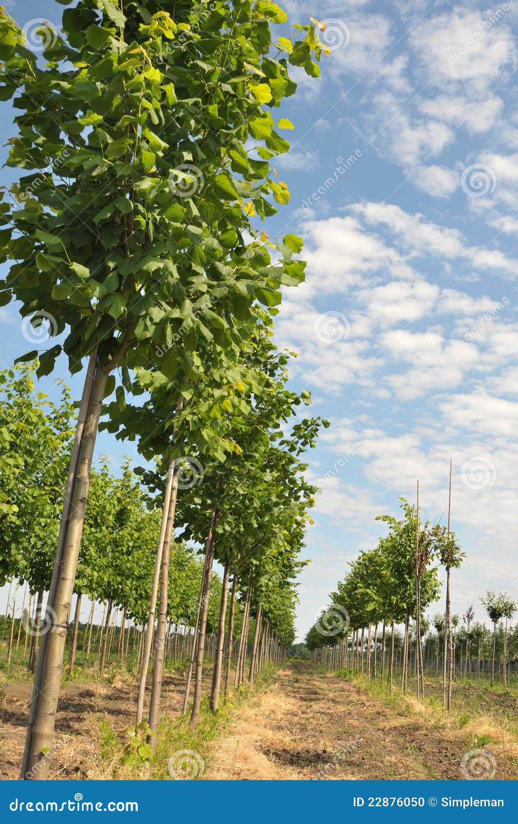 Rows of Linden-tree stock photo. Image of foliage, summer - 22876050