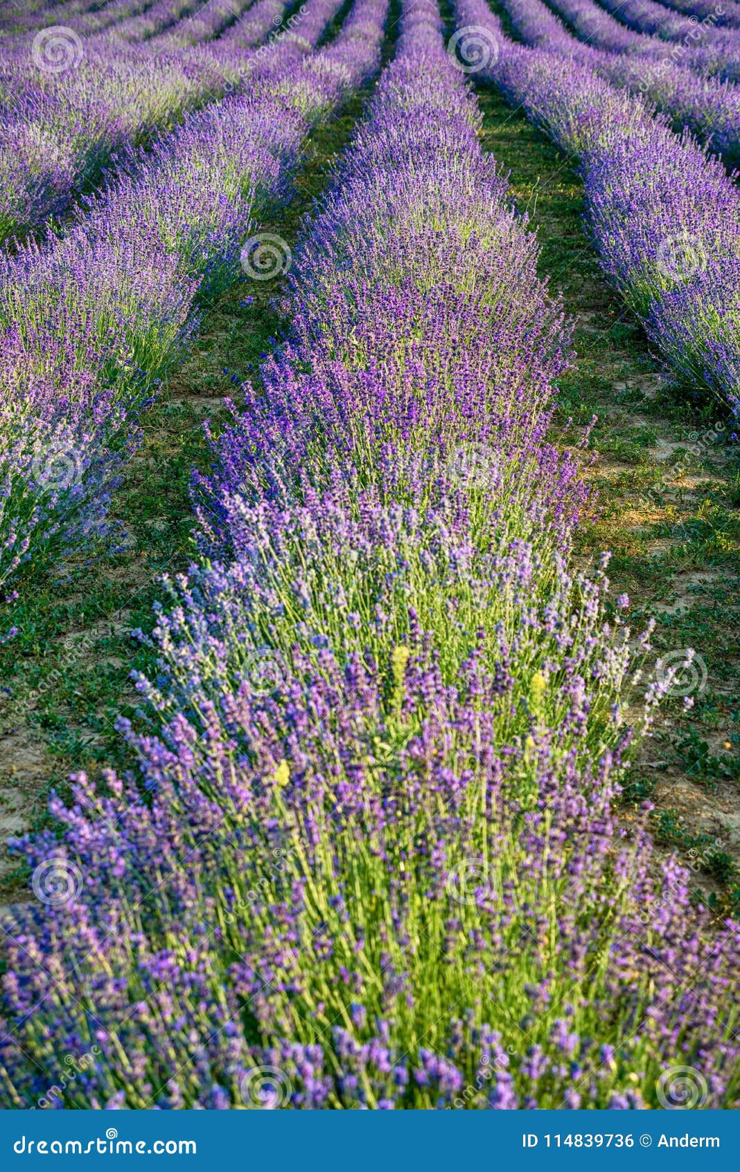 Purple Levander Fields stock photo. Image of blue, color - 114839736