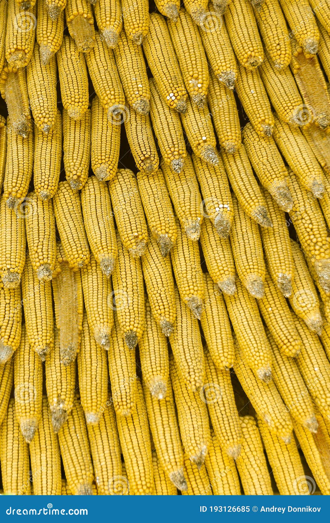 Rows of Maize Cobs. Golden Corn on the Cob Stock Image - Image of ...