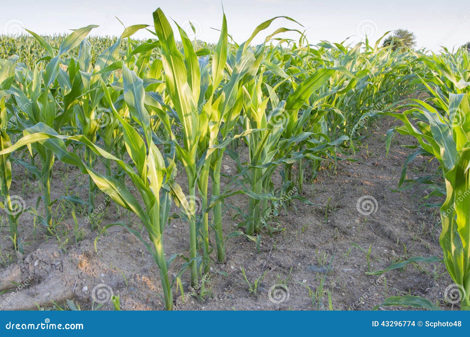 Rows of maize stock photo. Image of leaf, maize, growing - 43296774