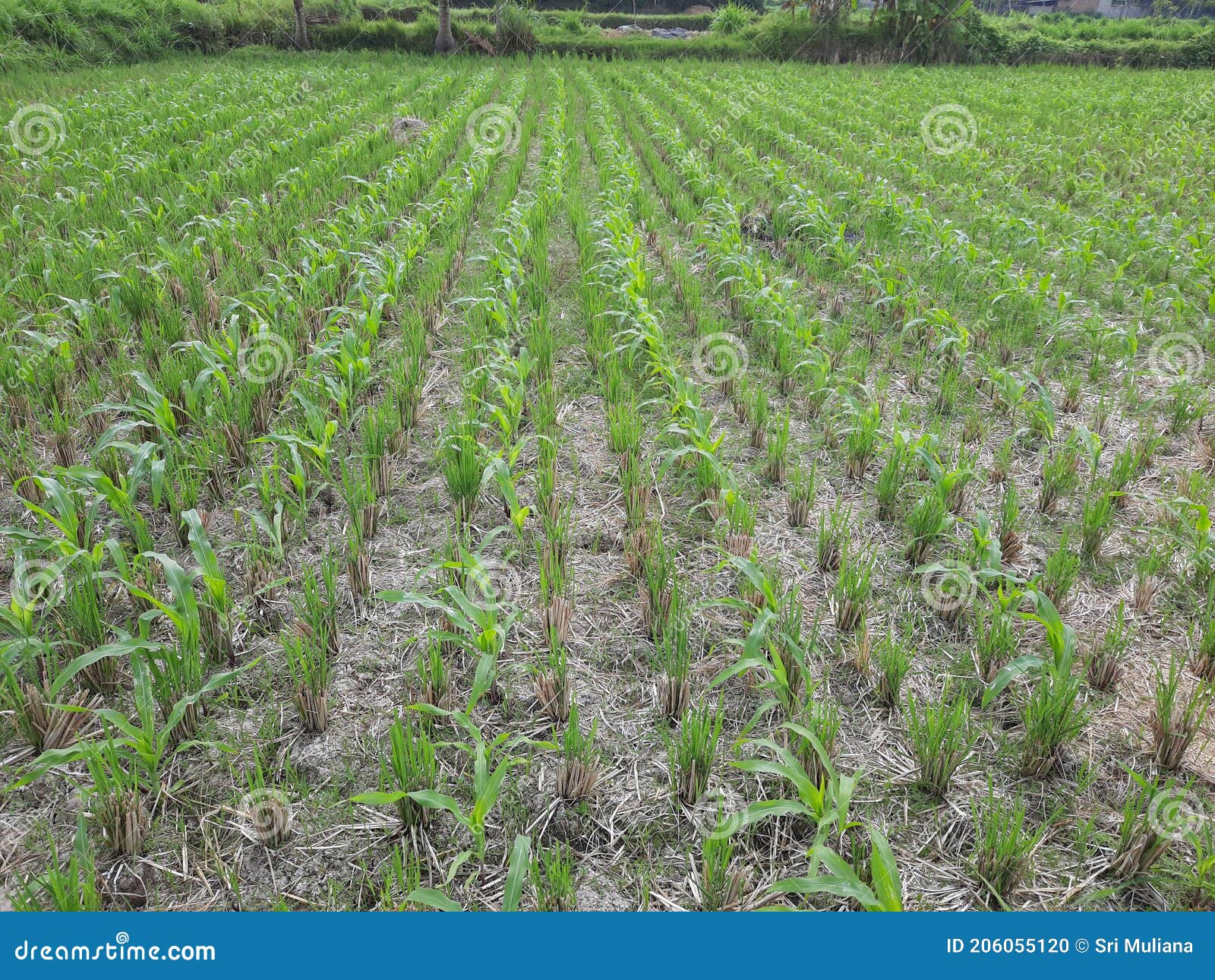 Rows of Maize between Rows of Rice Stock Photo - Image of soil, herb ...