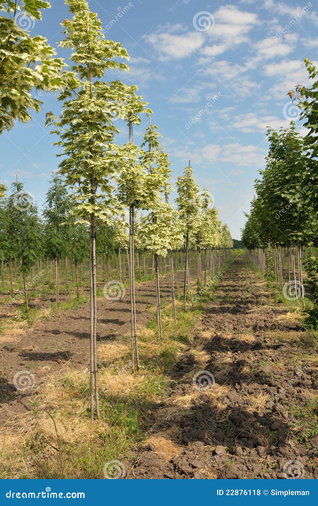 Rows of maple stock photo. Image of selling, horizontal - 22876118