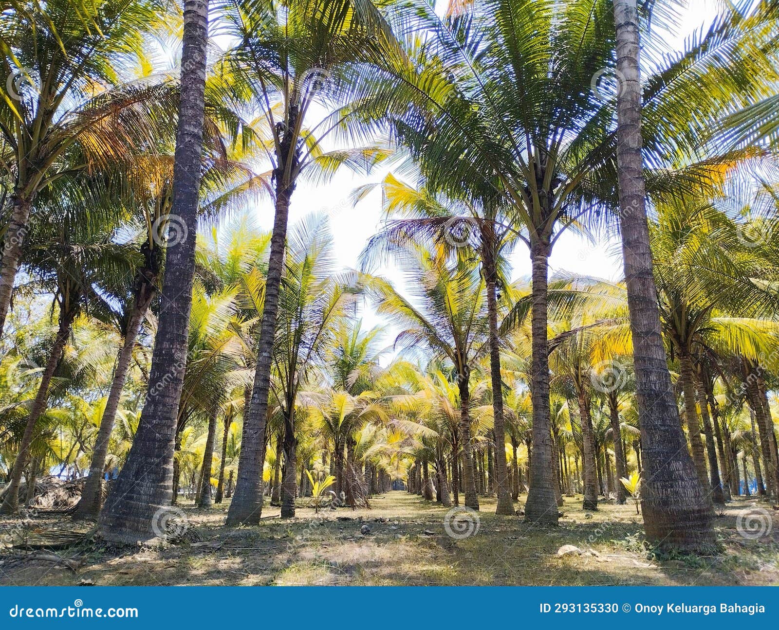 Rows of Mature Coconut Trees Stock Photo - Image of processed, vsco ...