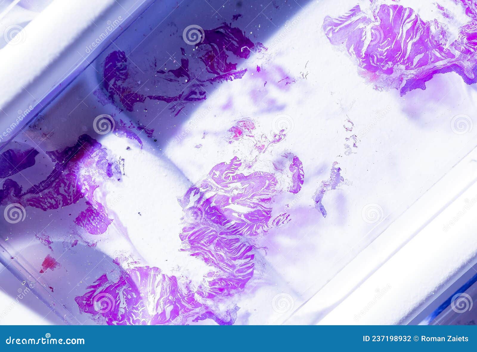 Rows of Microscope Glass Slide in the Cells Stock Photo - Image of ...