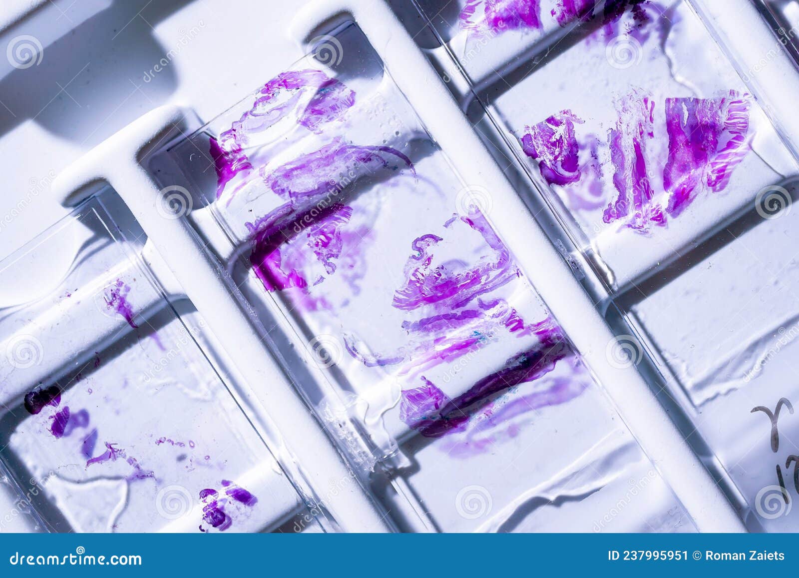 Rows of Microscope Glass Slide in the Cells Stock Image - Image of test ...