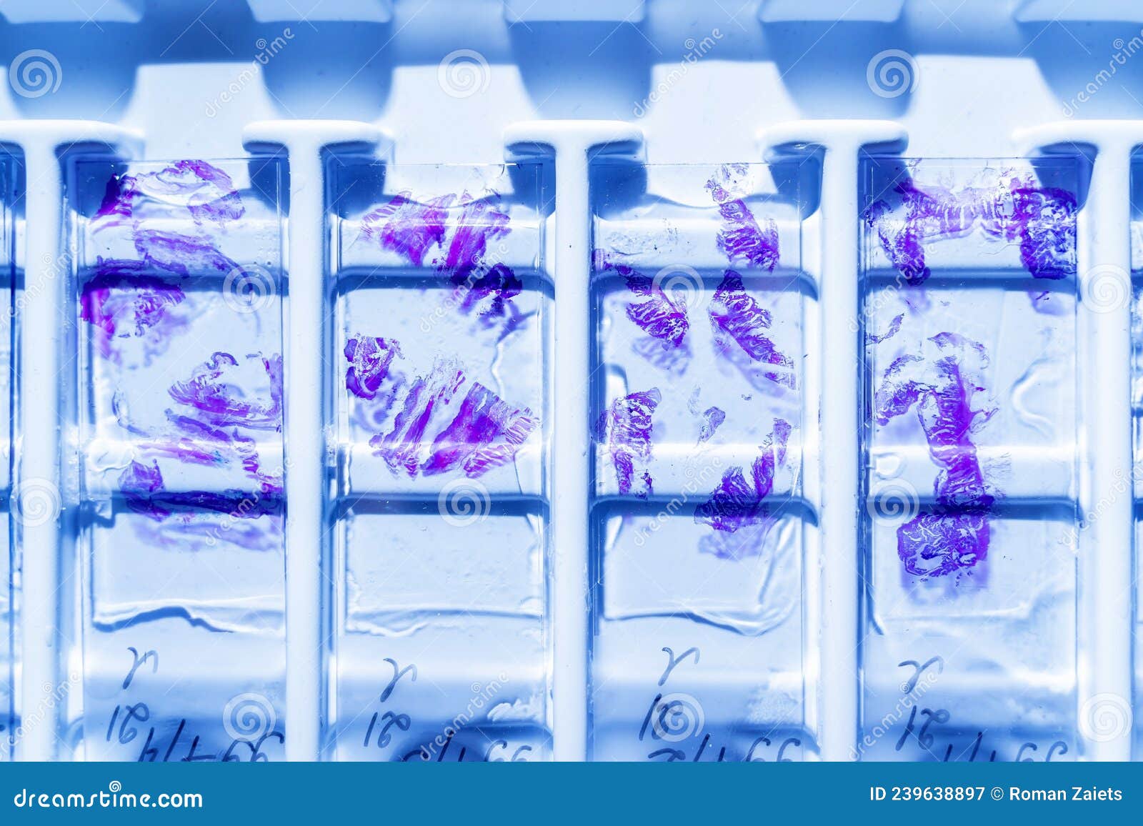 Rows of Microscope Glass Slide in the Cells Stock Image - Image of ...