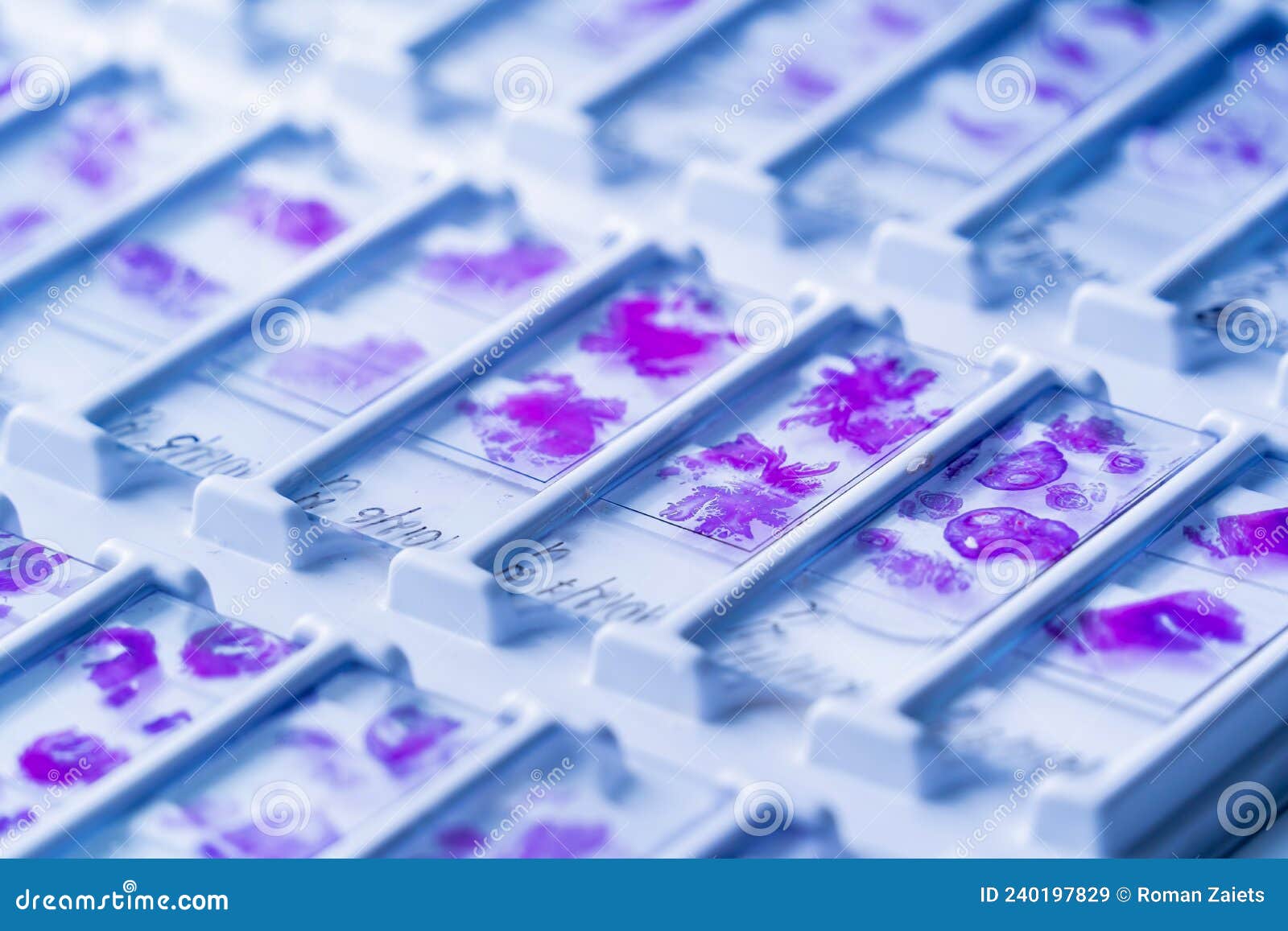 Rows of Microscope Glass Slide in the Cells Stock Image - Image of ...