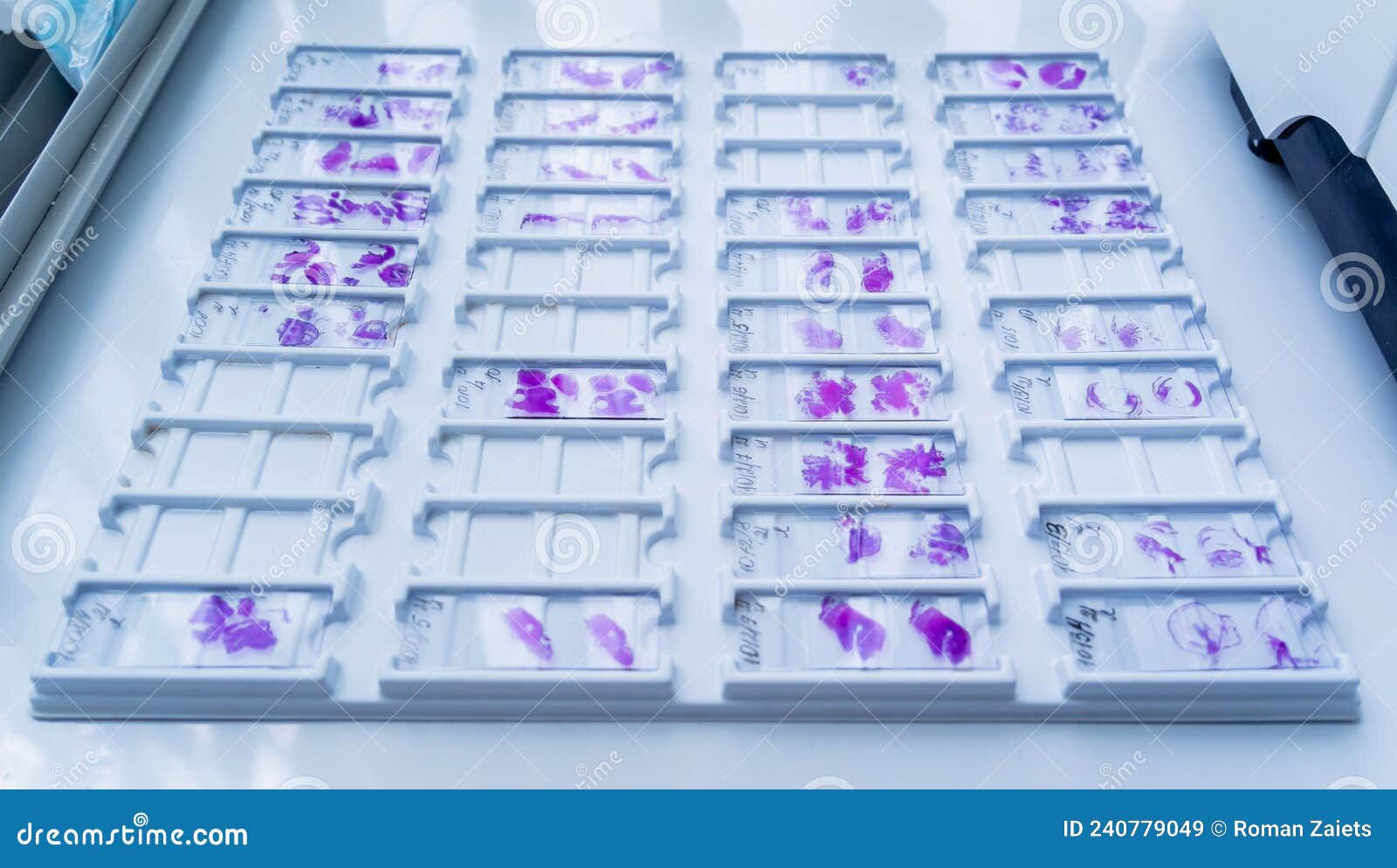 Rows of Microscope Glass Slide in the Cells Stock Image - Image of ...