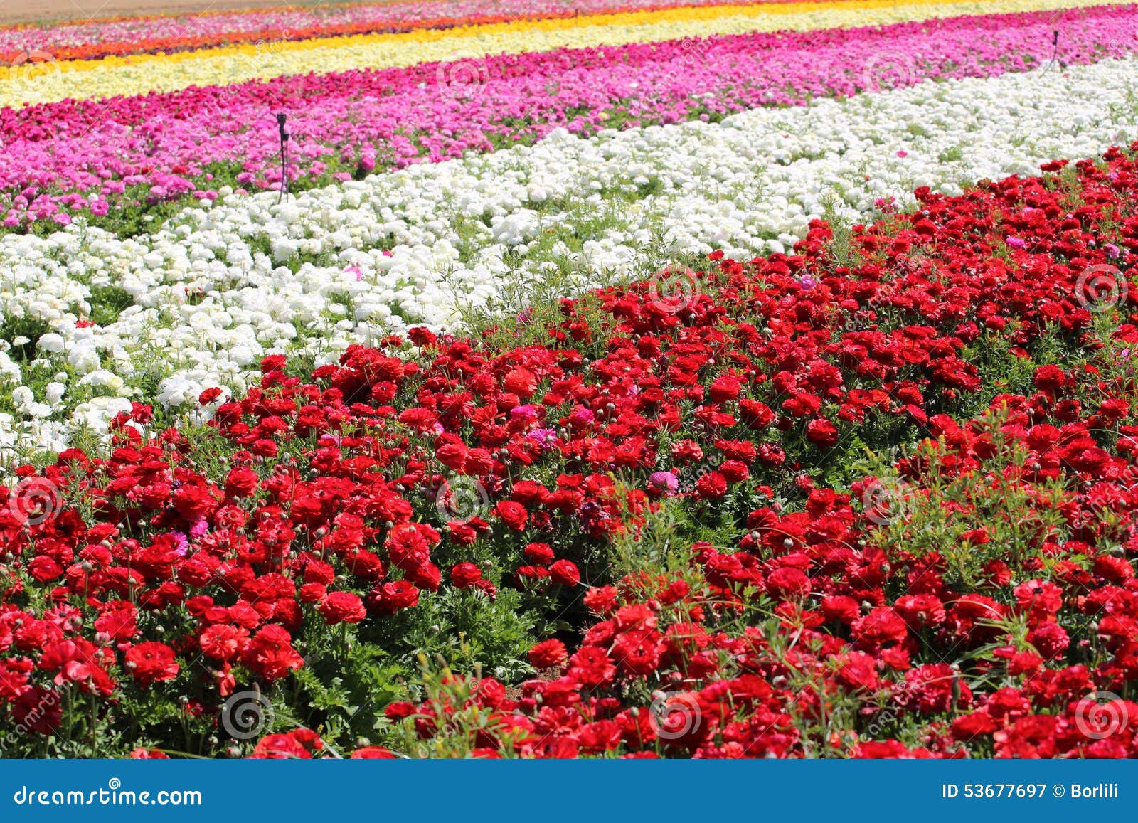 Rows of Multi Colored Flowers in a Field in the Keukenhof Stock Image ...