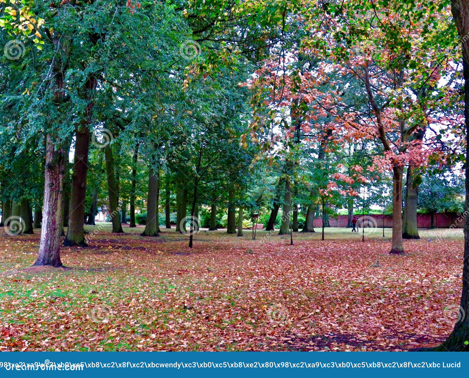 Autumn Trees in a Public Park Stock Image - Image of public, line ...