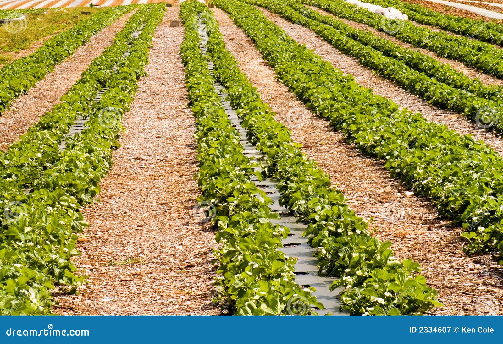 Rows of New Strawberry Plants Stock Image - Image of small, agriculture ...