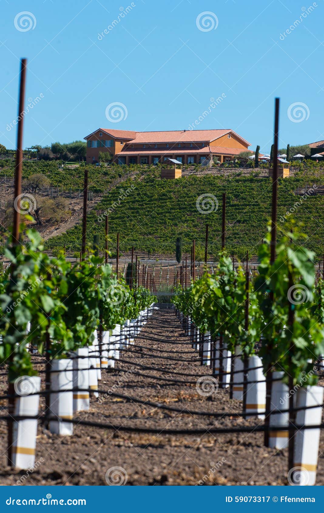 Rows of New Vines Grow in Vineyard Stock Image - Image of yellow, wine ...
