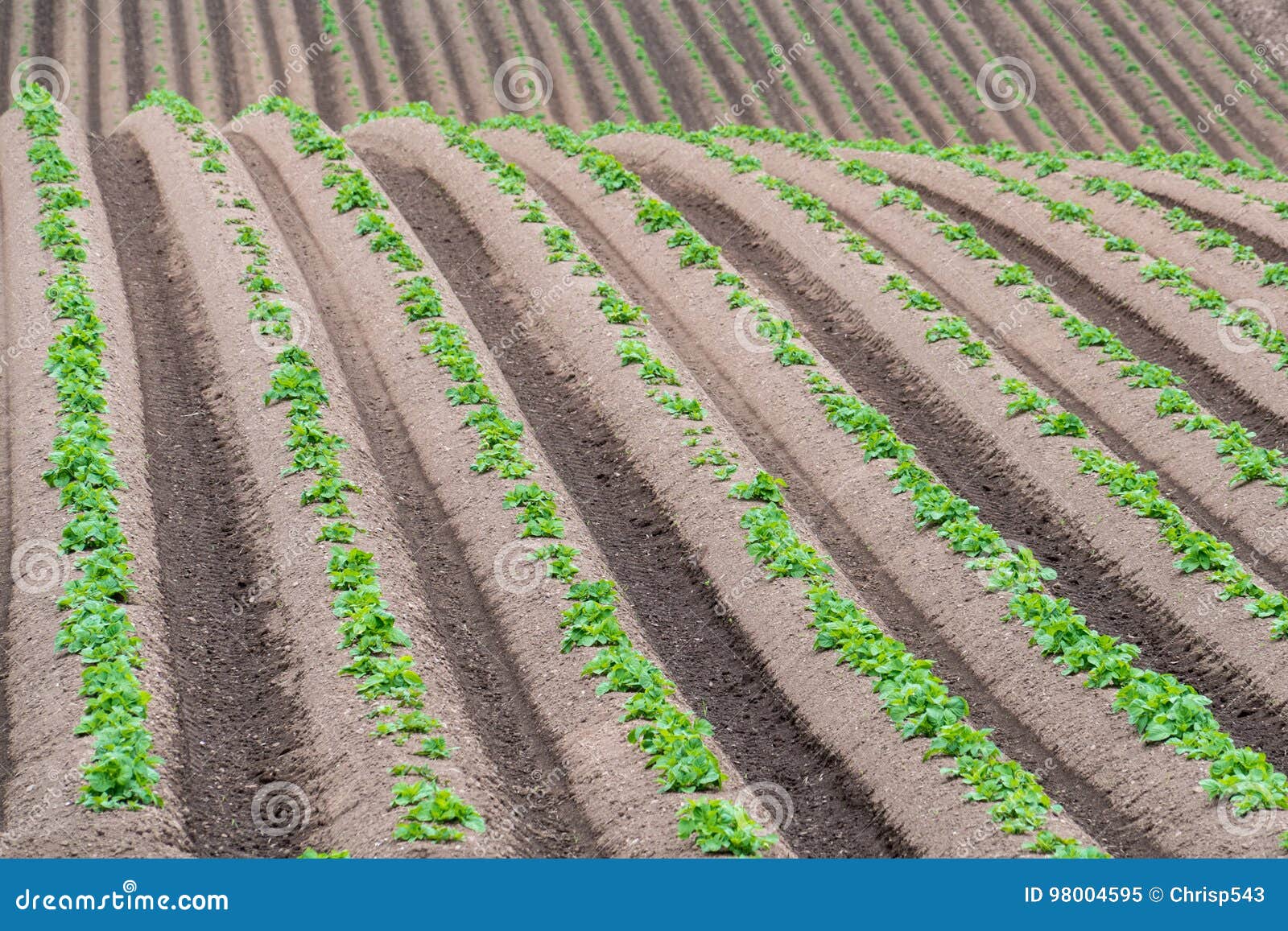 Rows of Newly Emerging Potatoes Stock Image - Image of furrows, patch ...
