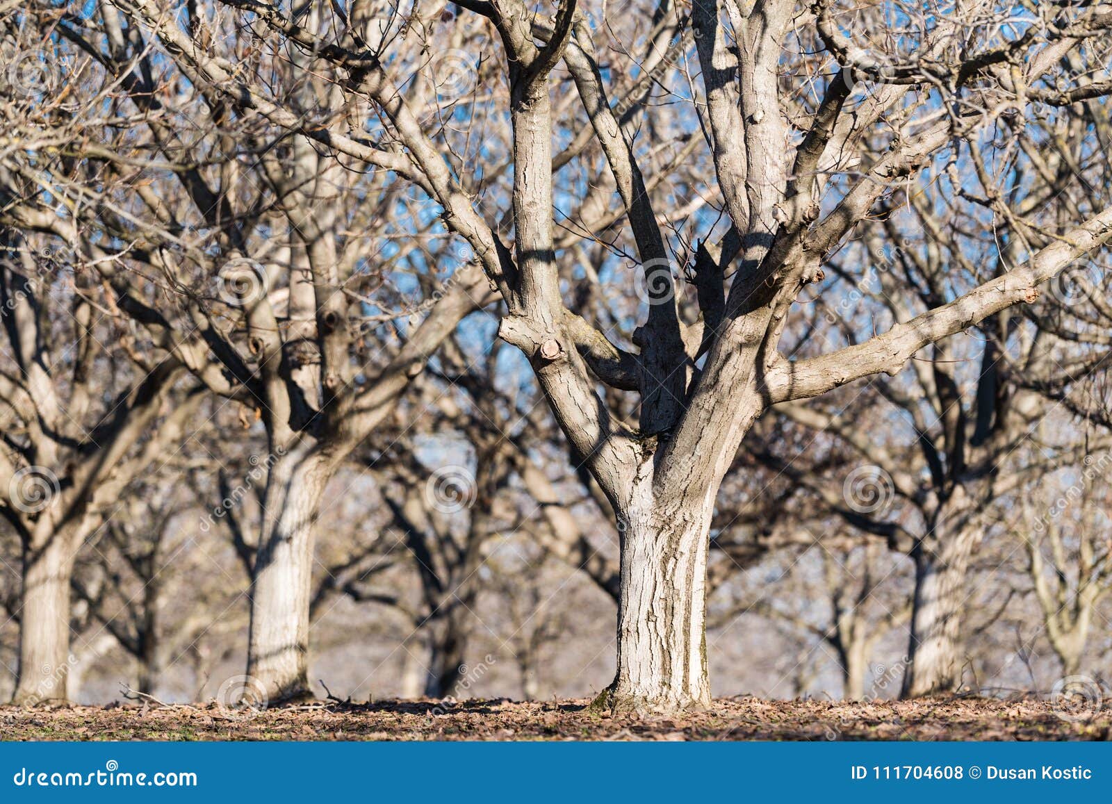 Row of Nut Plantation in Orchard Stock Photo - Image of agriculture ...