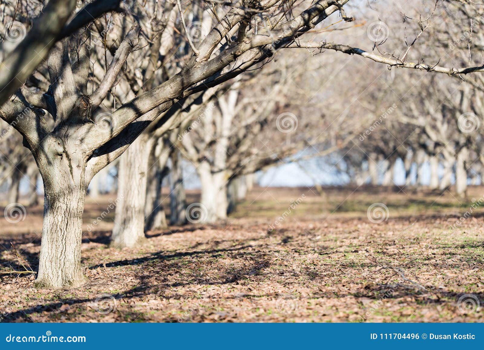 Row of Nut Plantation in Orchard Stock Photo - Image of country, nature ...