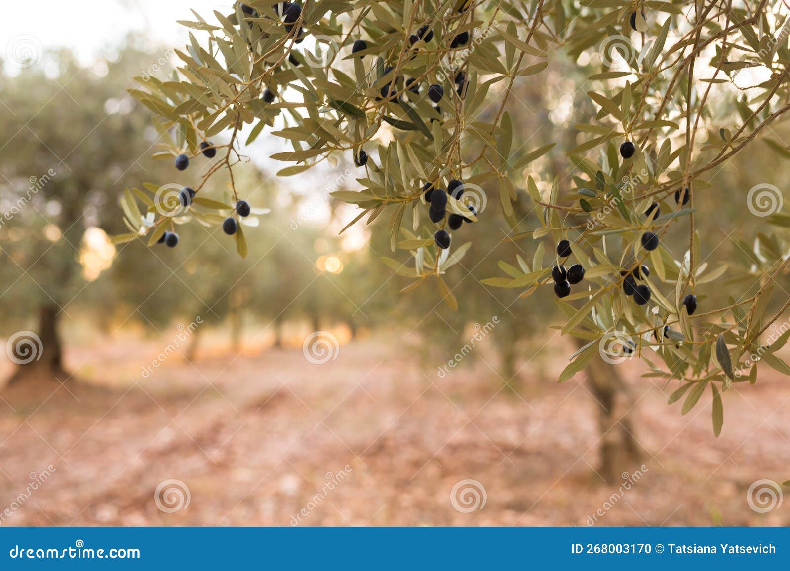 Rows of Olive Trees in an Olive Grove Stock Photo - Image of ripe, gold ...