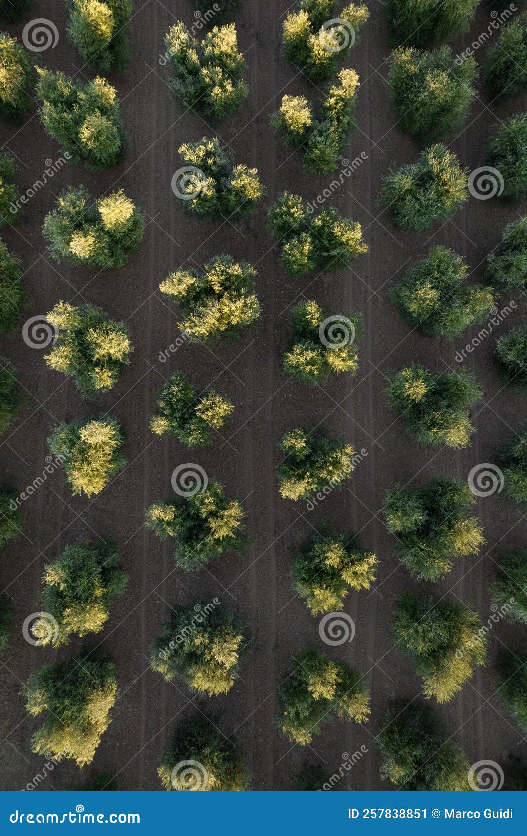 Rows of Olive Trees Seen from Above Stock Image - Image of plantation ...