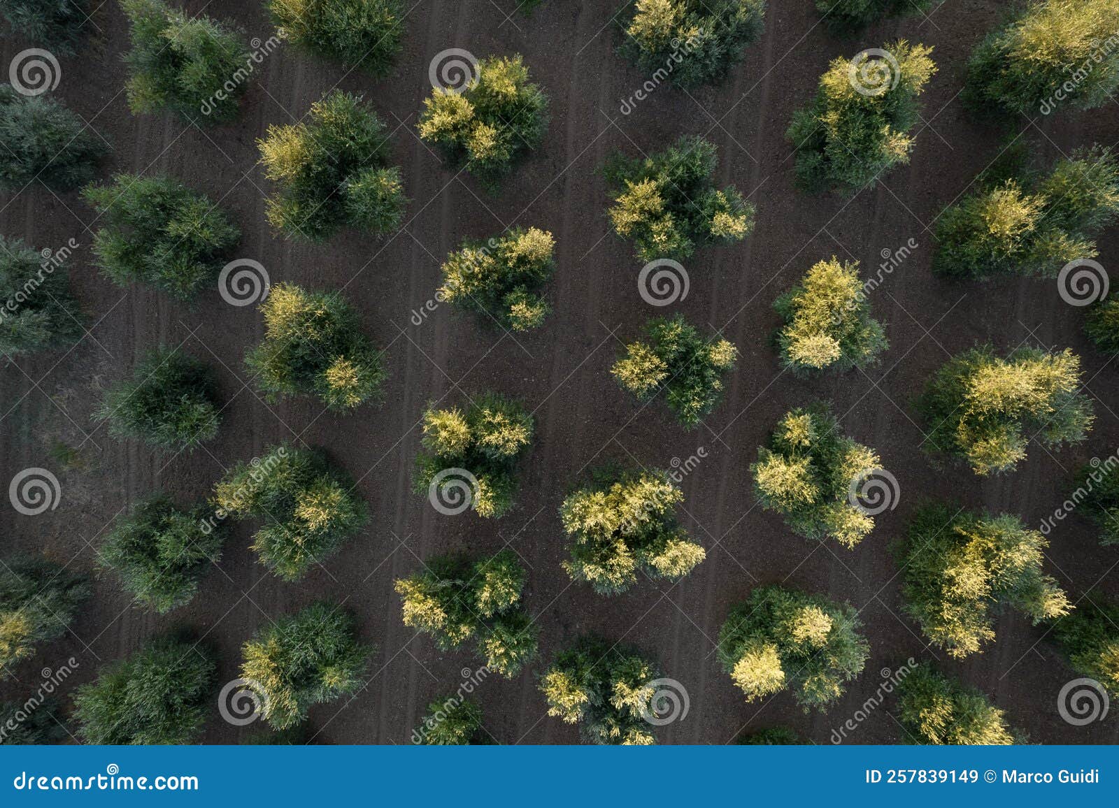 Rows of Olive Trees Seen from Above Stock Image - Image of grove ...