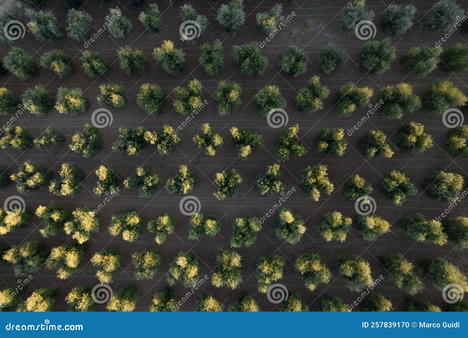 Rows of Olive Trees Seen from Above Stock Photo - Image of agriculture ...