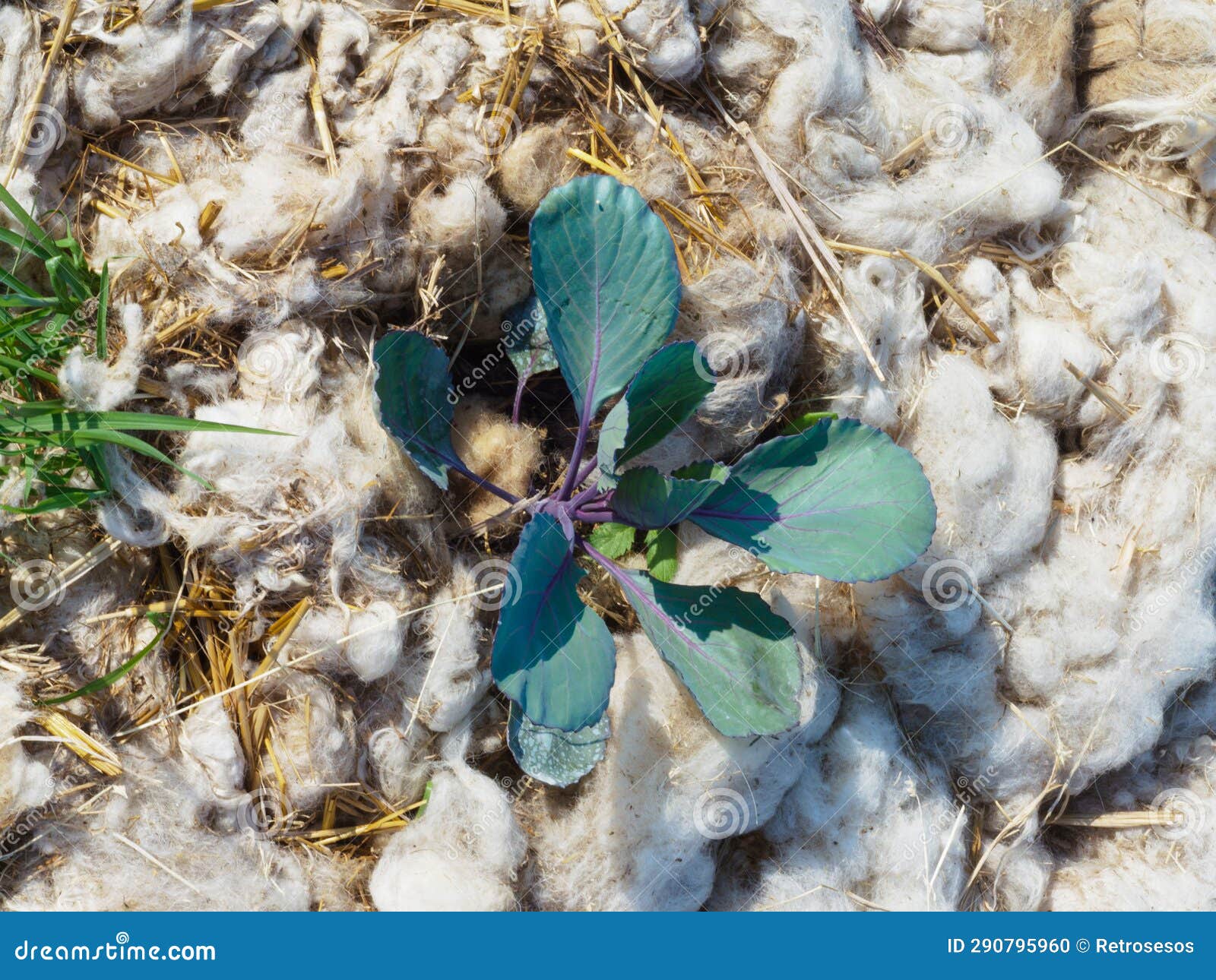 Rows of Organic Cabbage on Sheep Wool Mulch for a Sustainable ...
