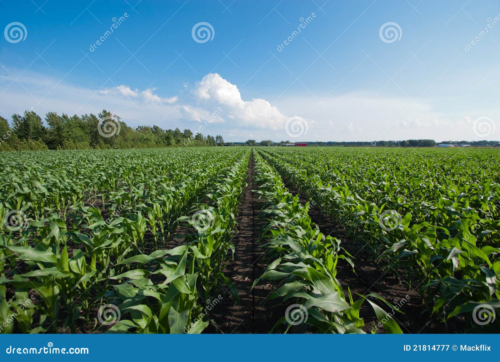 Rows of Organic Corn stock image. Image of background - 21814777