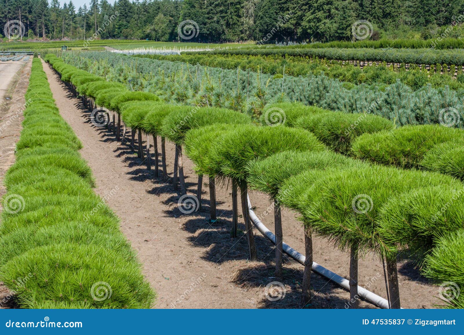 Rows of Ornamental Pine Shrubs Stock Image - Image of coniferous, farm ...