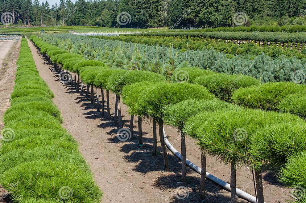 Rows of Ornamental Pine Shrubs Stock Image - Image of coniferous, farm ...