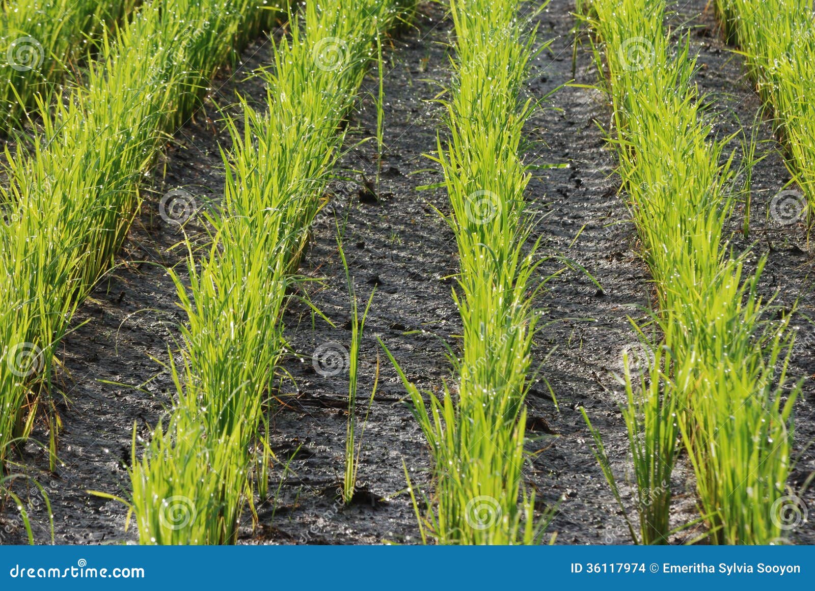 Rows of paddy seedlings stock photo. Image of photograph - 36117974