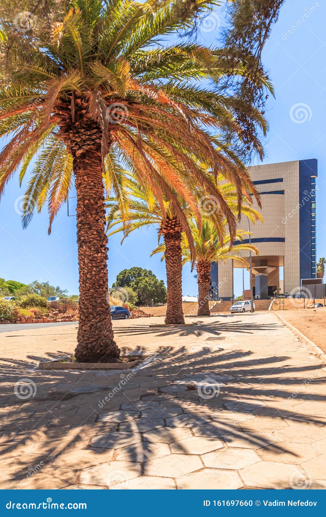 Rows of Palm Trees and Modern Building on the Central Street of ...