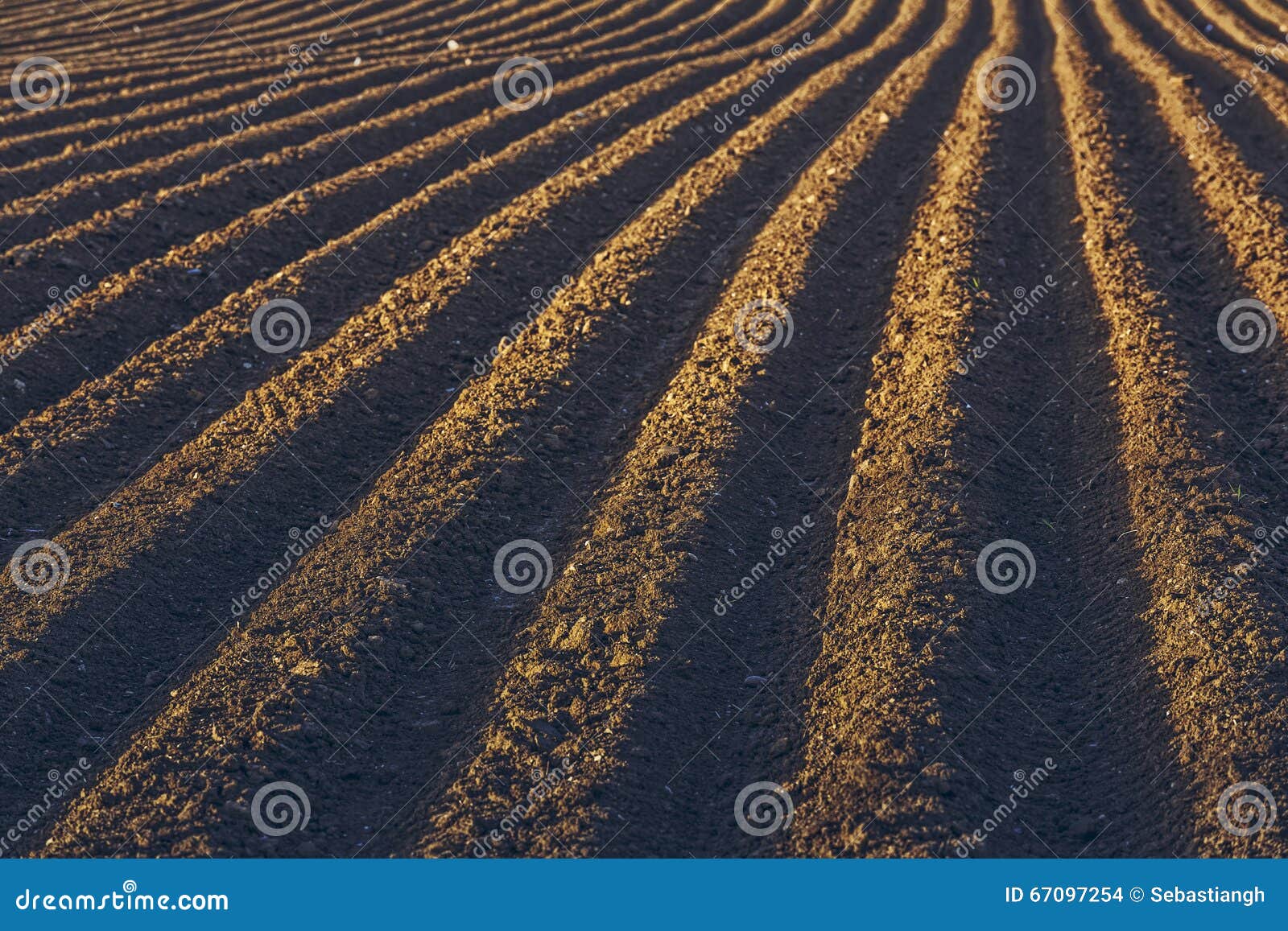Rows Pattern in a Plowed Field Stock Photo - Image of pattern ...