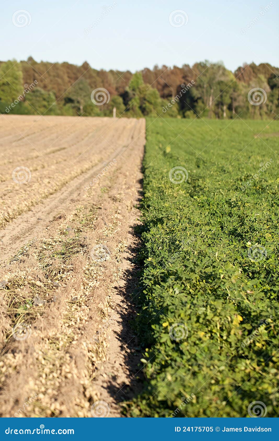 Rows of peanut crops stock image. Image of crop, plow - 24175705