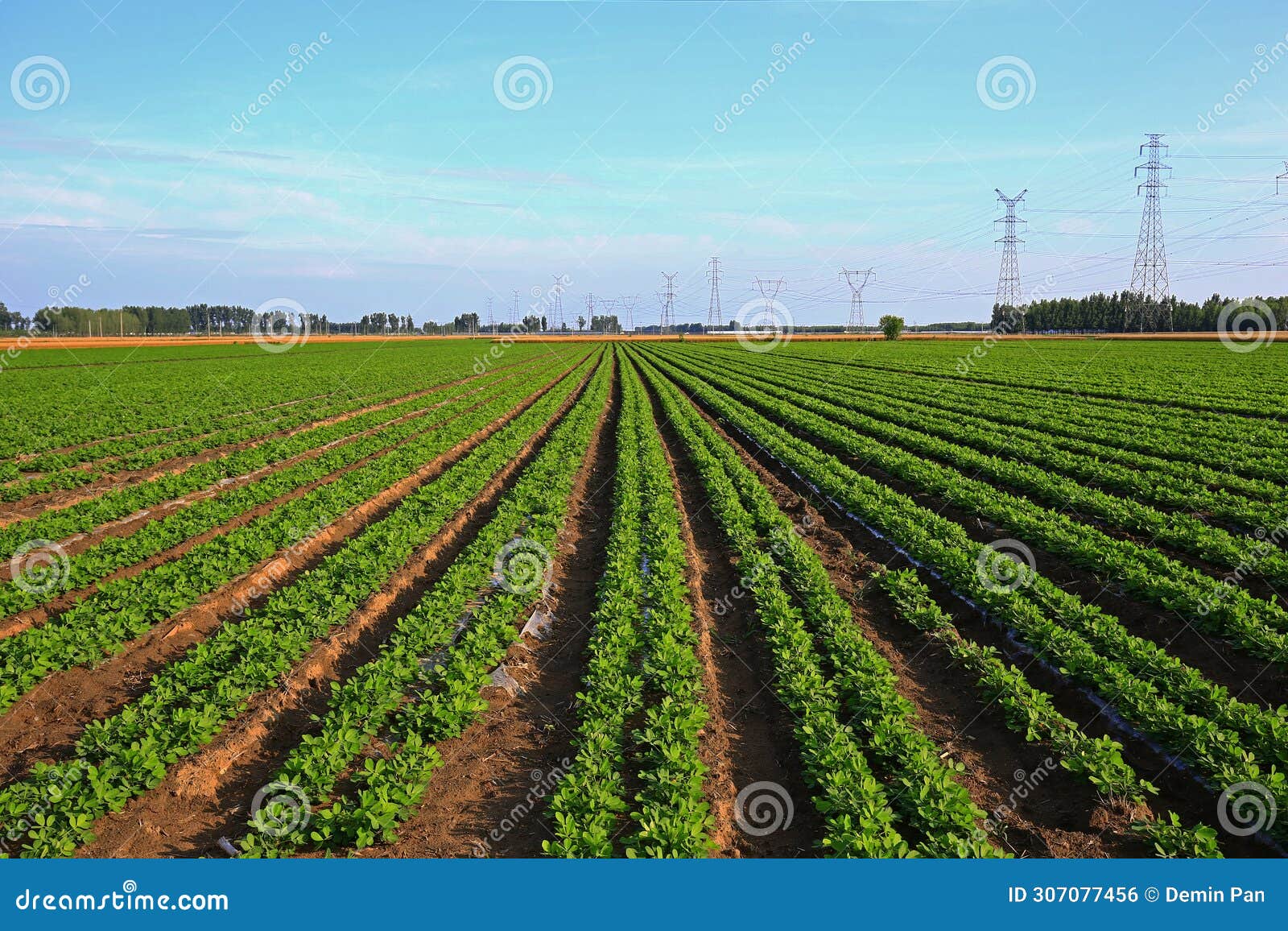 Rows of peanut fields stock photo. Image of fields, education - 307077456