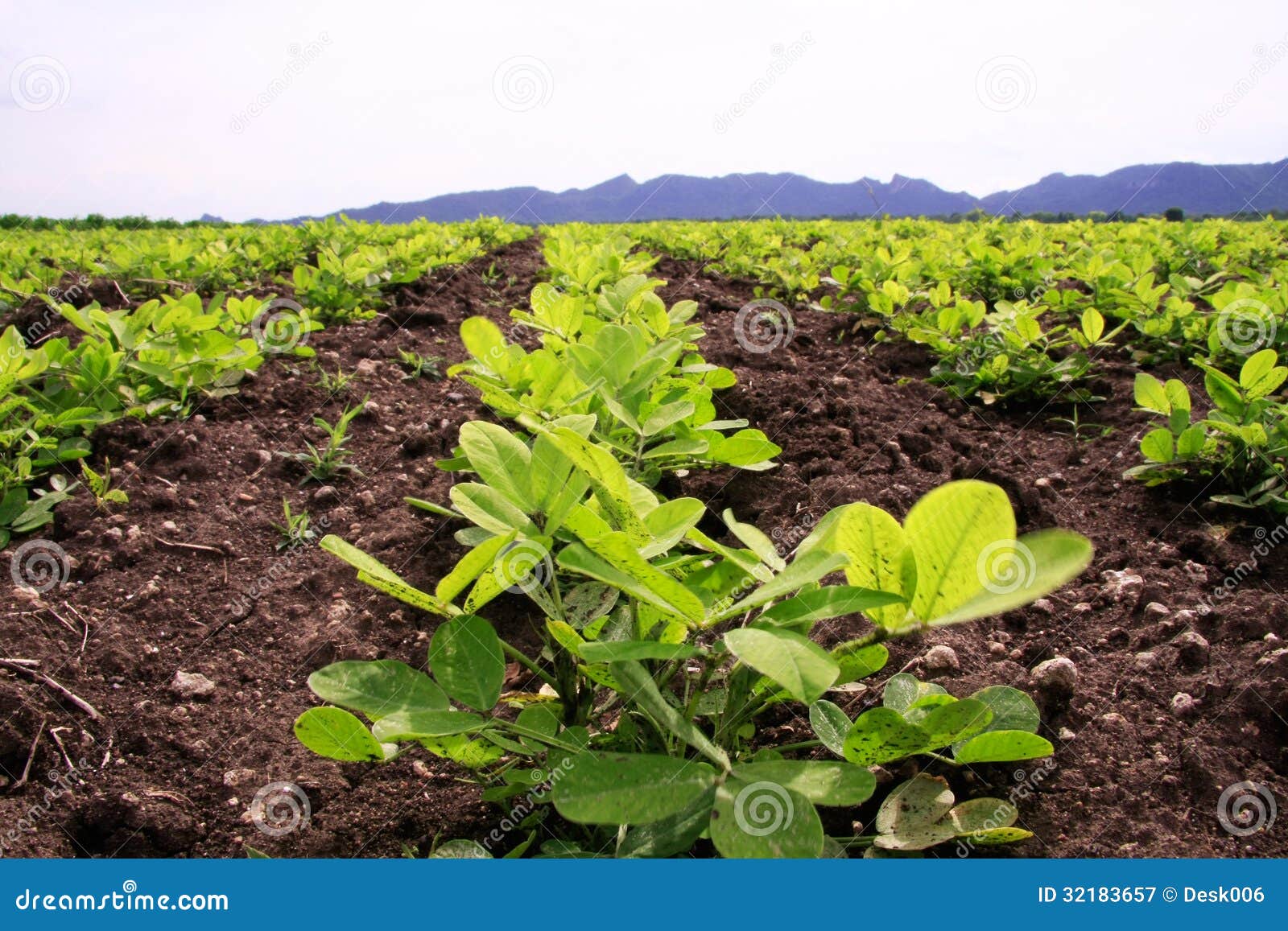 Rows of peanut plants stock image. Image of groundnut - 32183657