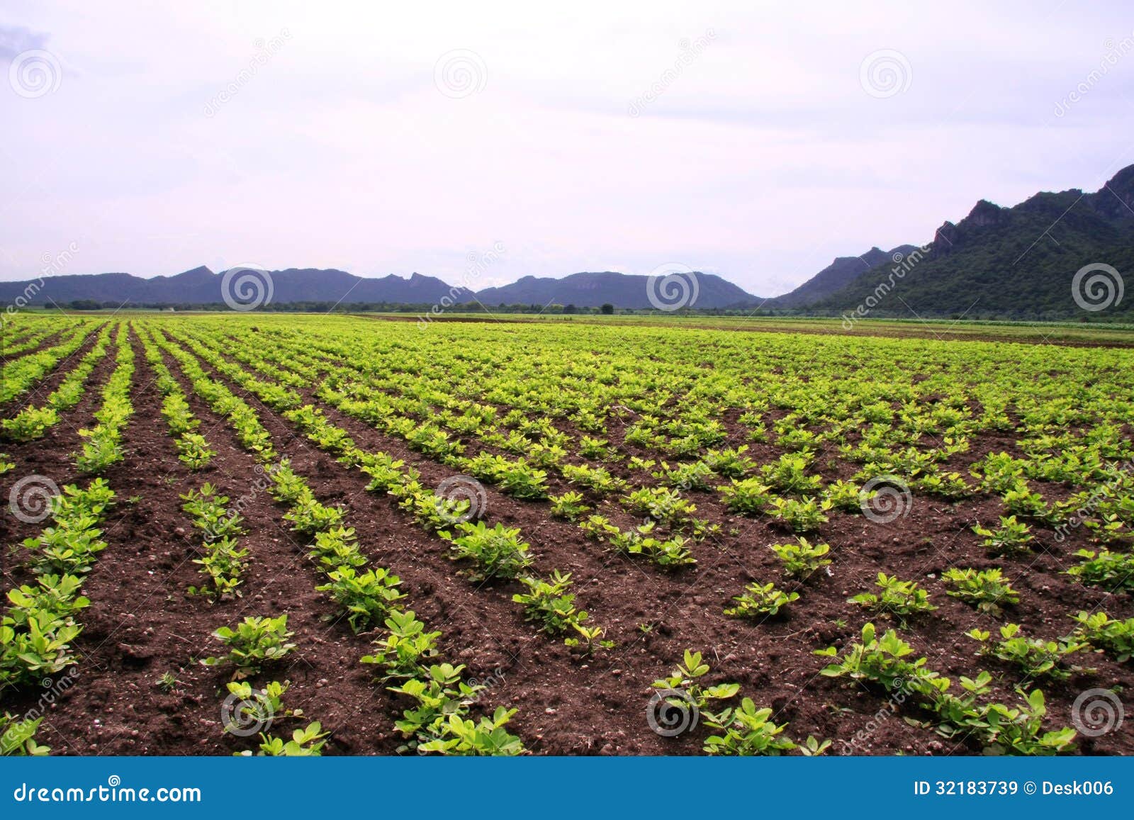 Rows of peanut plants stock image. Image of green, leaf - 32183739