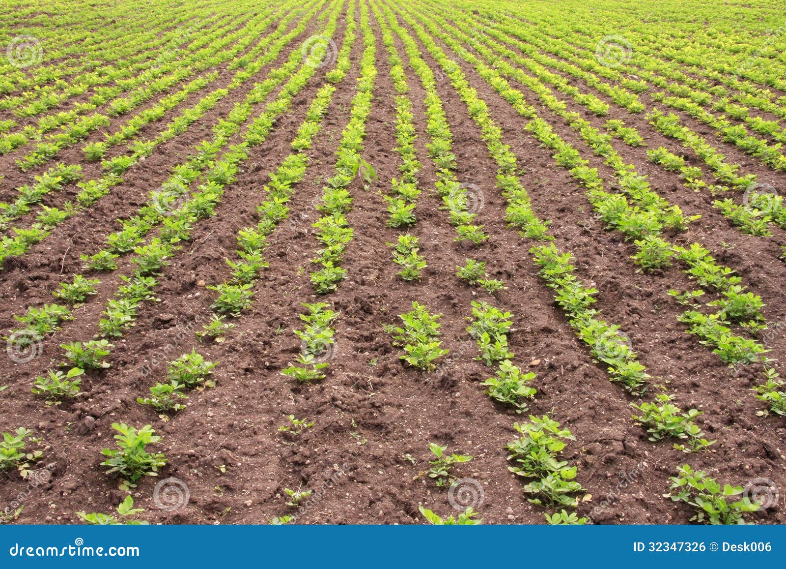 Rows of peanut plants stock photo. Image of plant, growing - 32347326