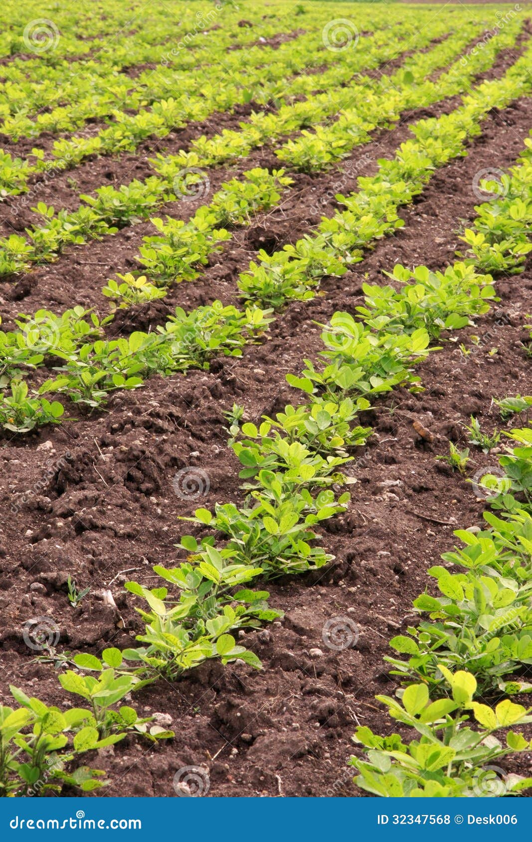 Rows of peanut plants stock photo. Image of farmland - 32347568